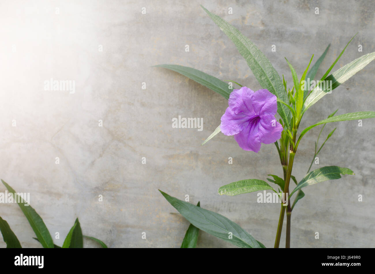 Popping pod flower on cement wall background. Scientific name Ruellia ...