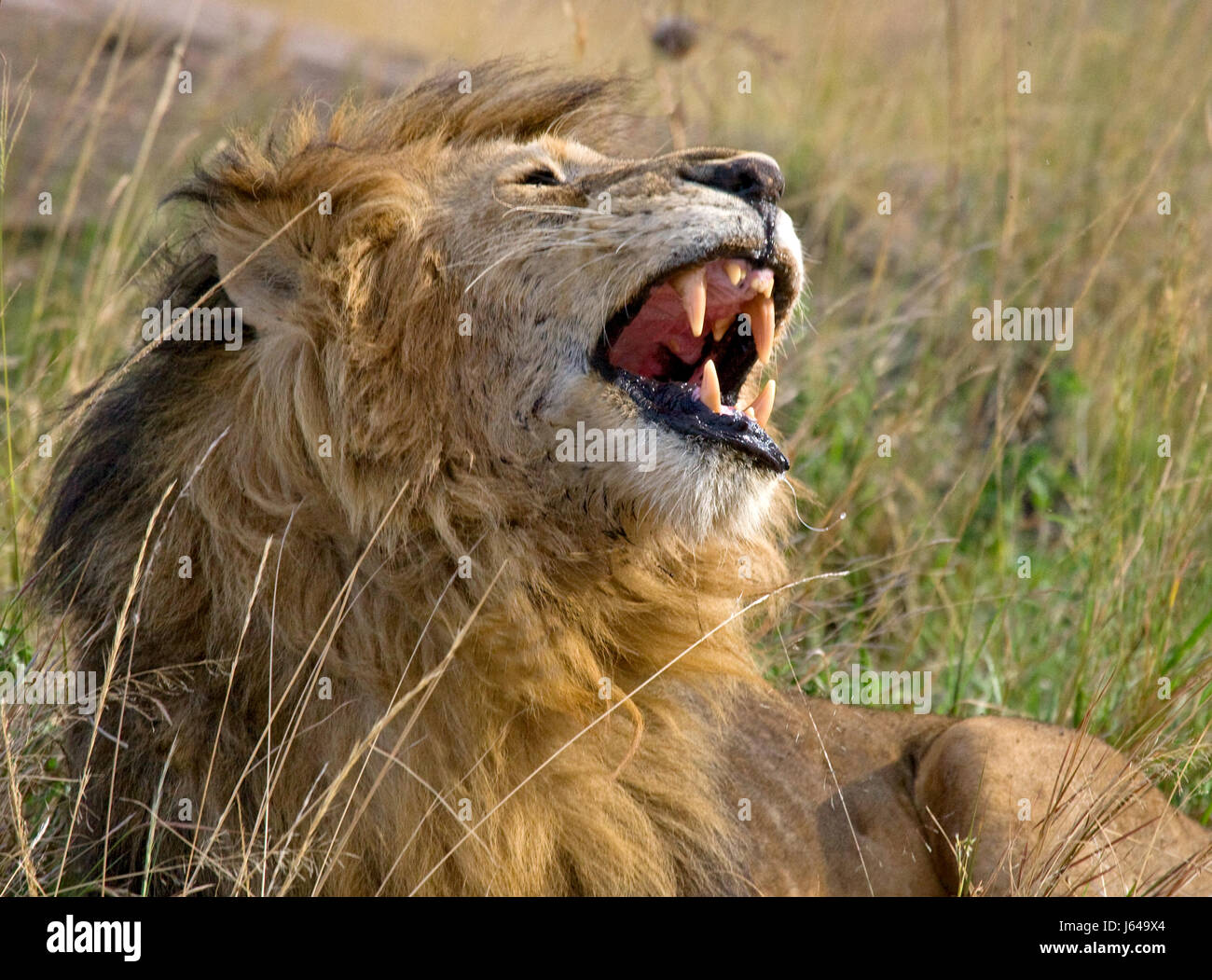 Big male lion standing in the savanna. National Park. Kenya. Tanzania ...