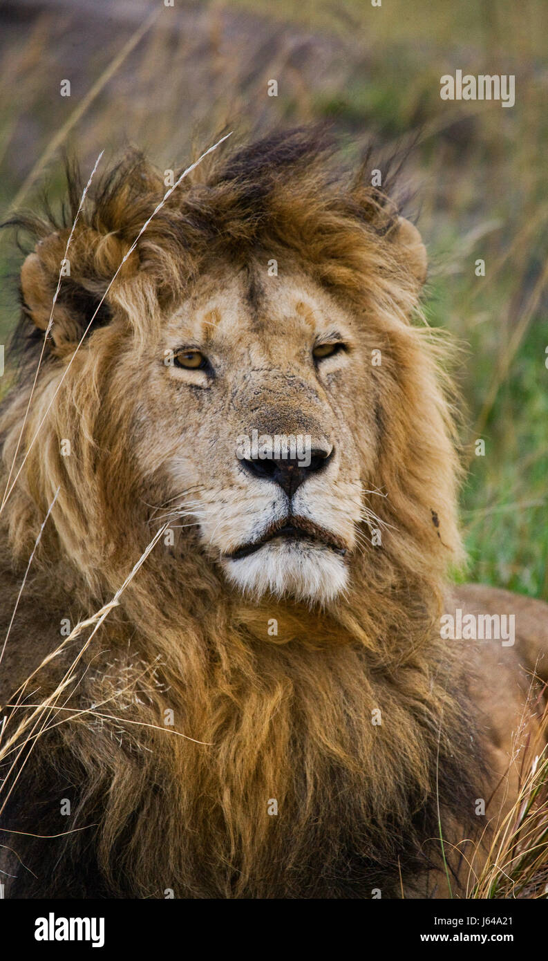 Big male lion standing in the savanna. National Park. Kenya. Tanzania ...