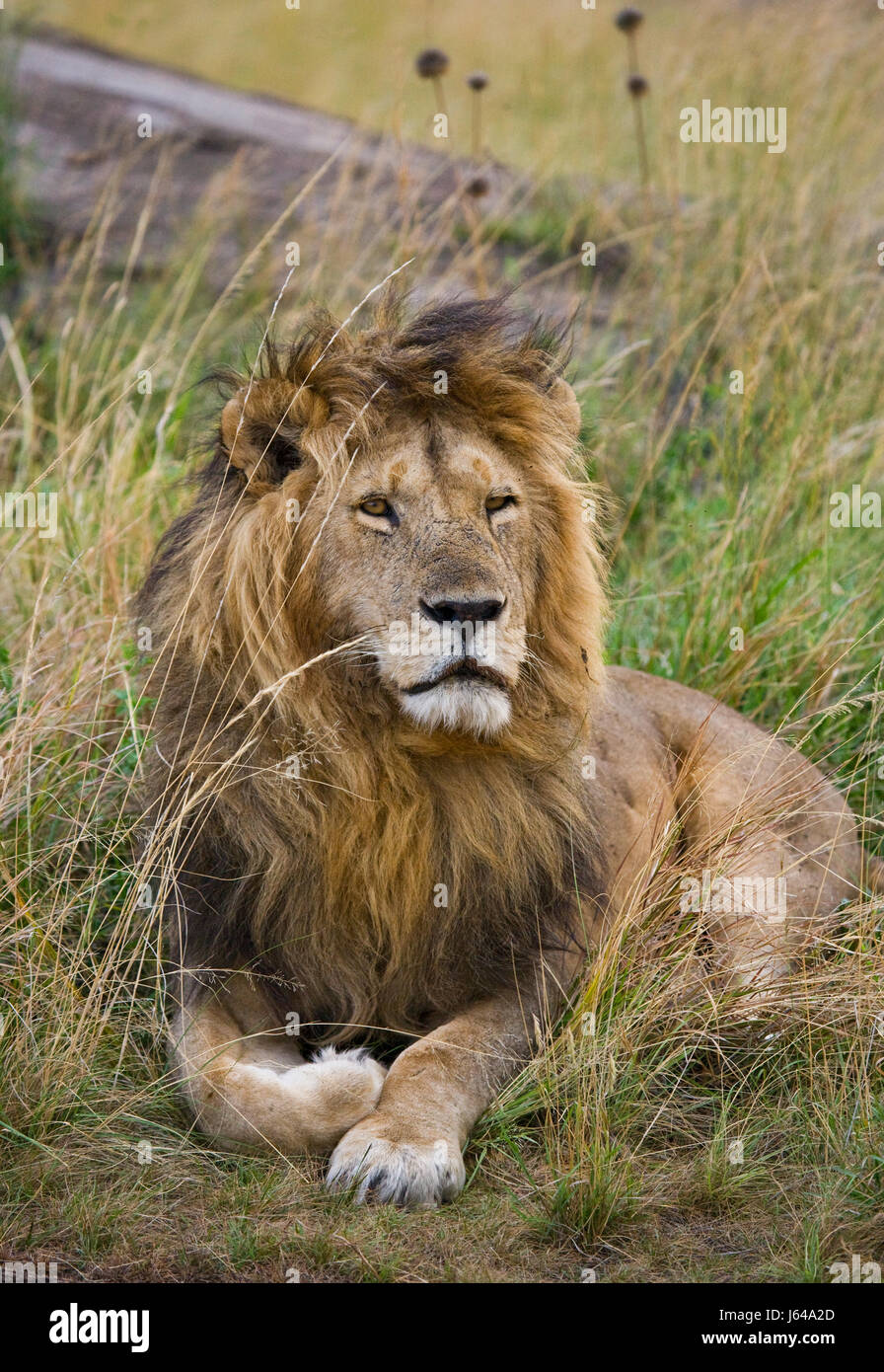 Big male lion standing in the savanna. National Park. Kenya. Tanzania ...