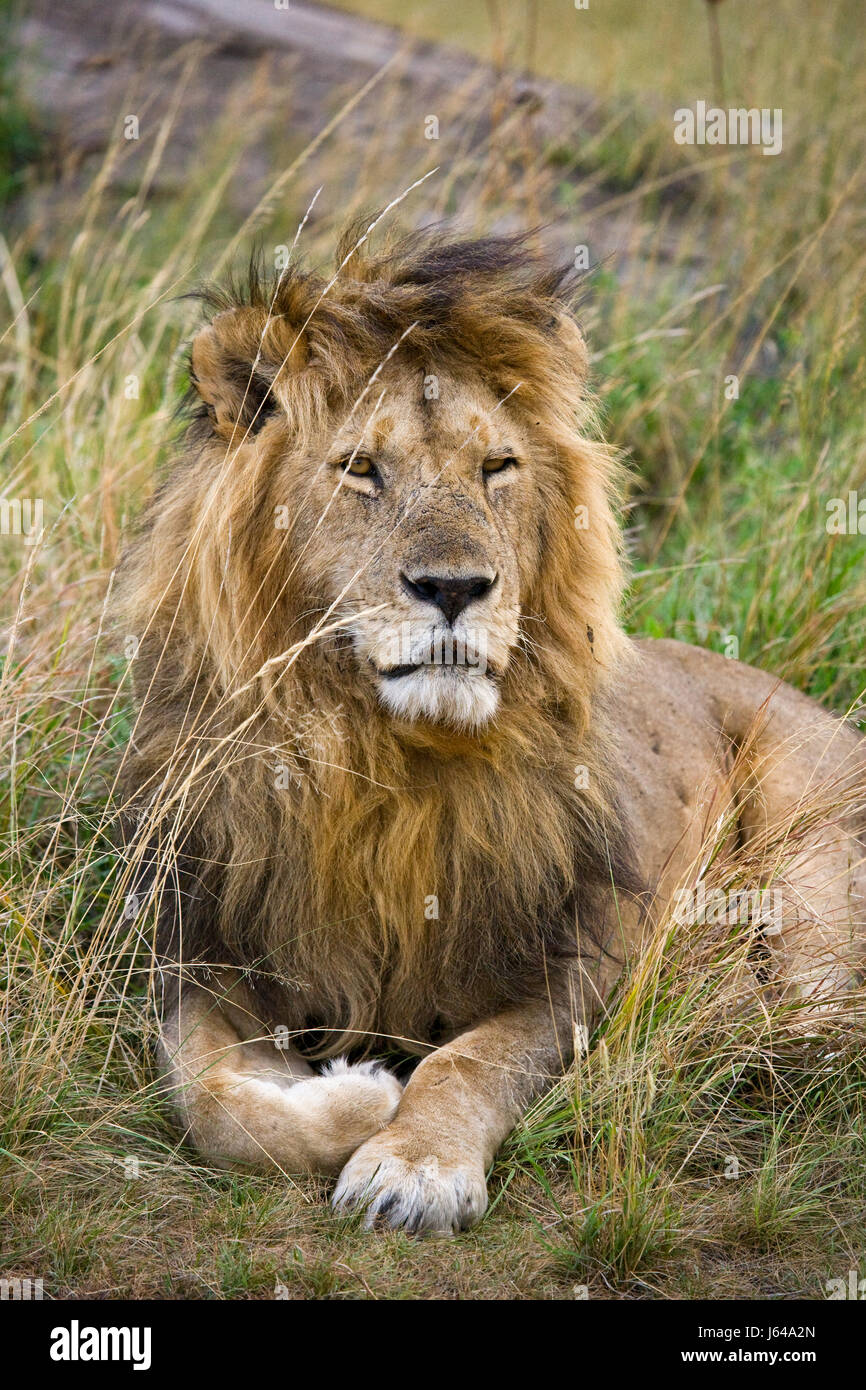 Big male lion standing in the savanna. National Park. Kenya. Tanzania ...