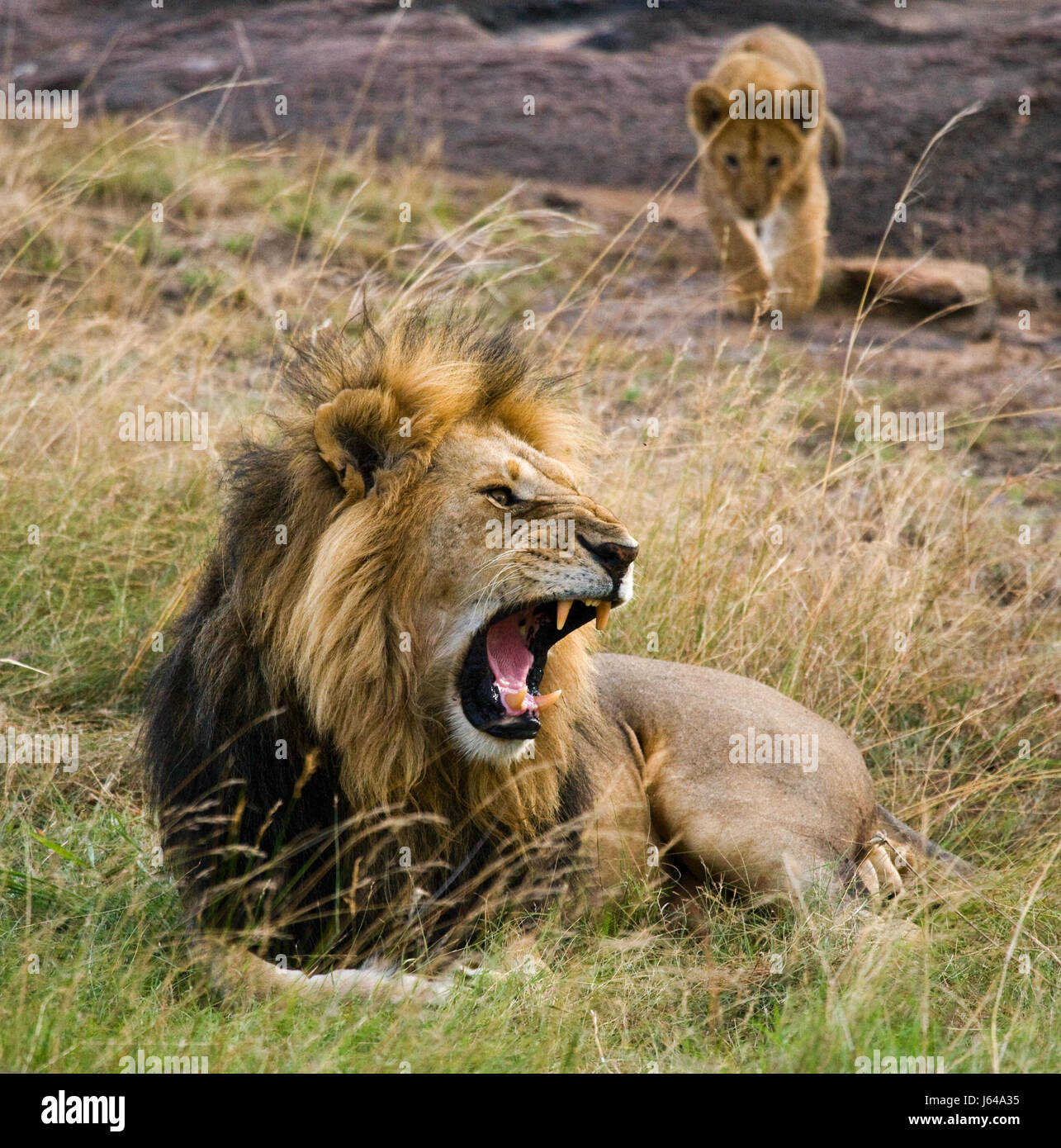 Big male lion standing in the savanna. National Park. Kenya. Tanzania ...