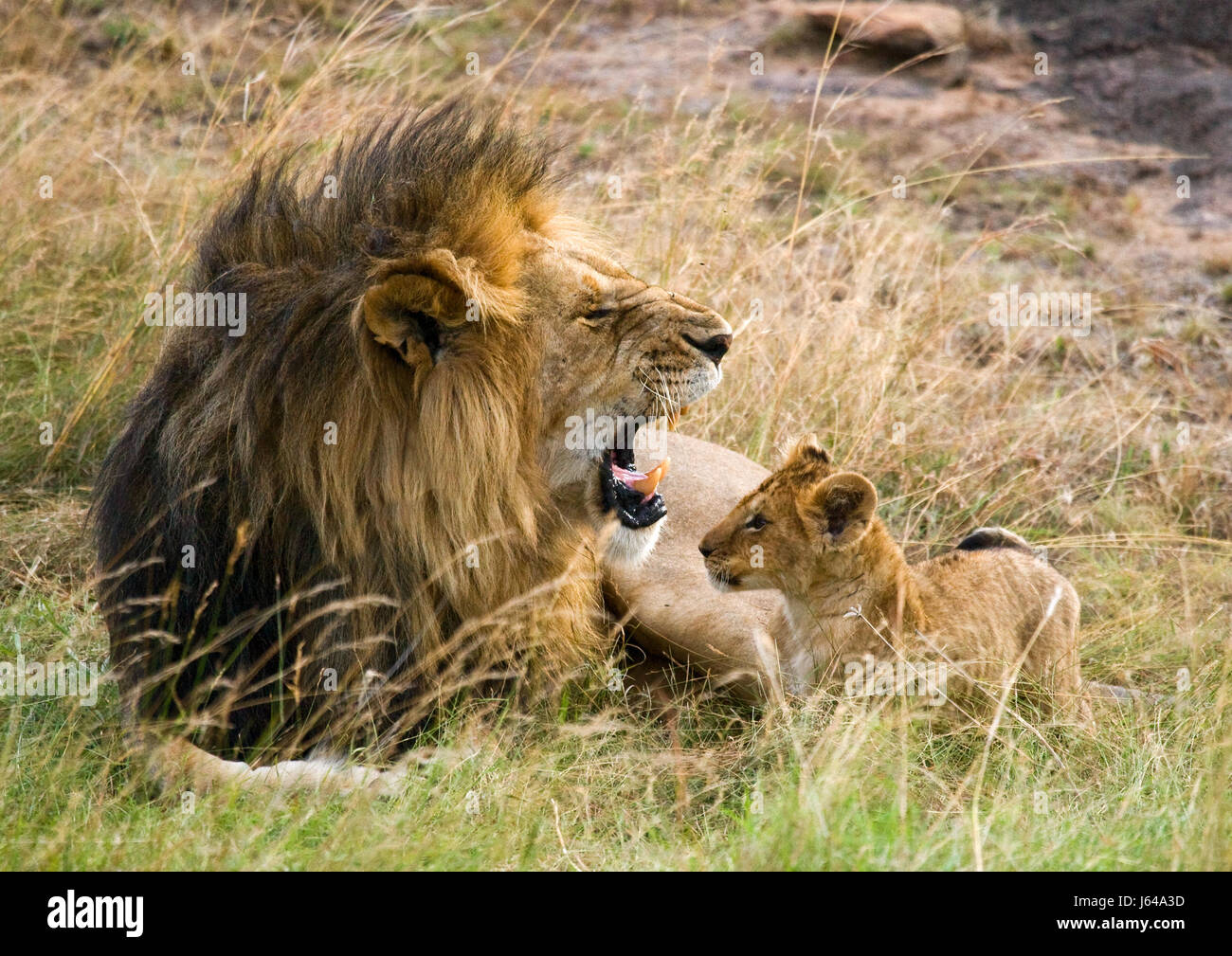 Big male lion with cub. National Park. Kenya. Tanzania. Masai Mara ...