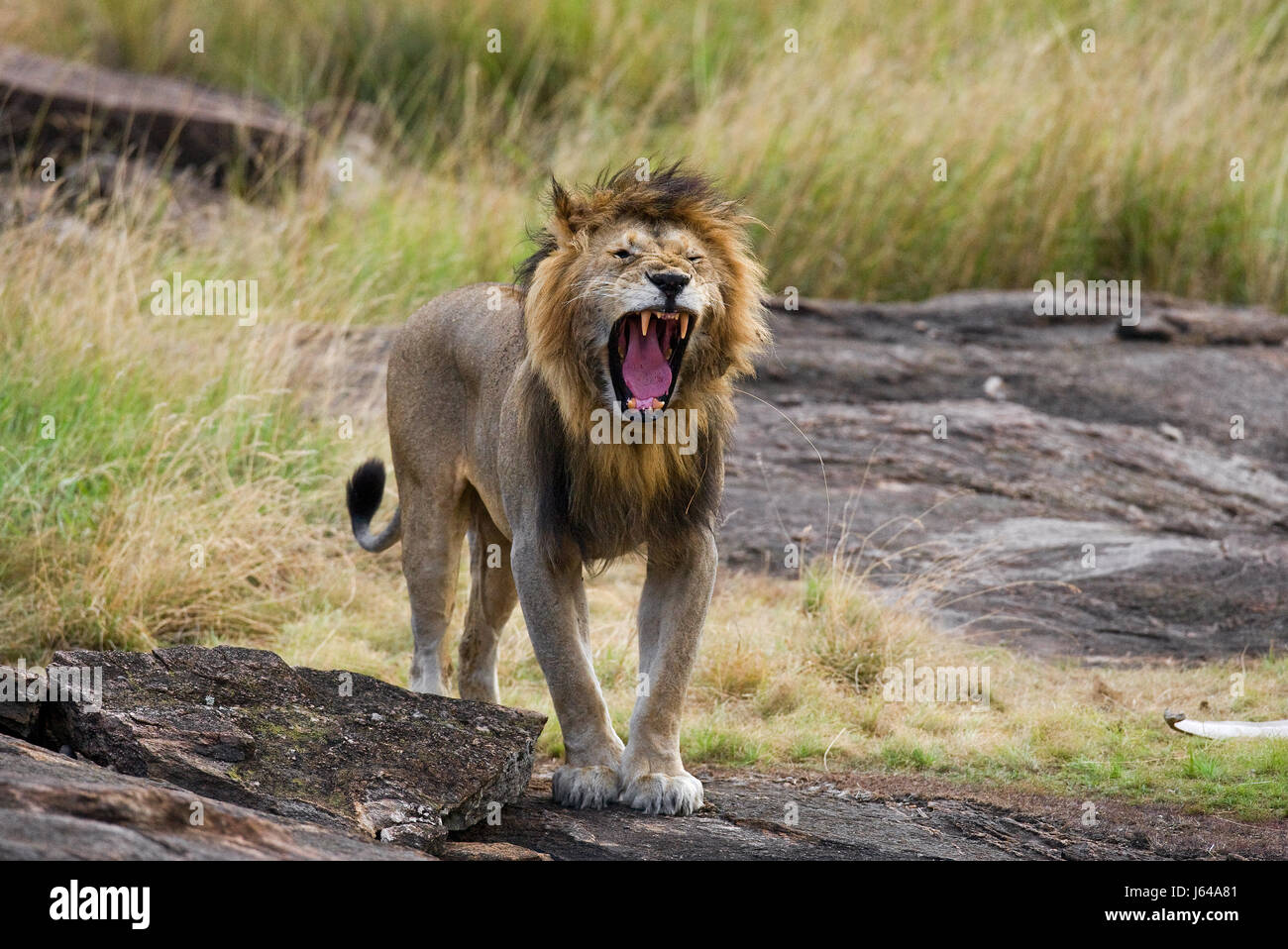 Big male lion standing in the savanna. National Park. Kenya. Tanzania ...