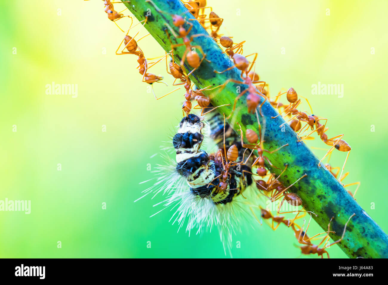 Ants moving food hi-res stock photography and images - Alamy