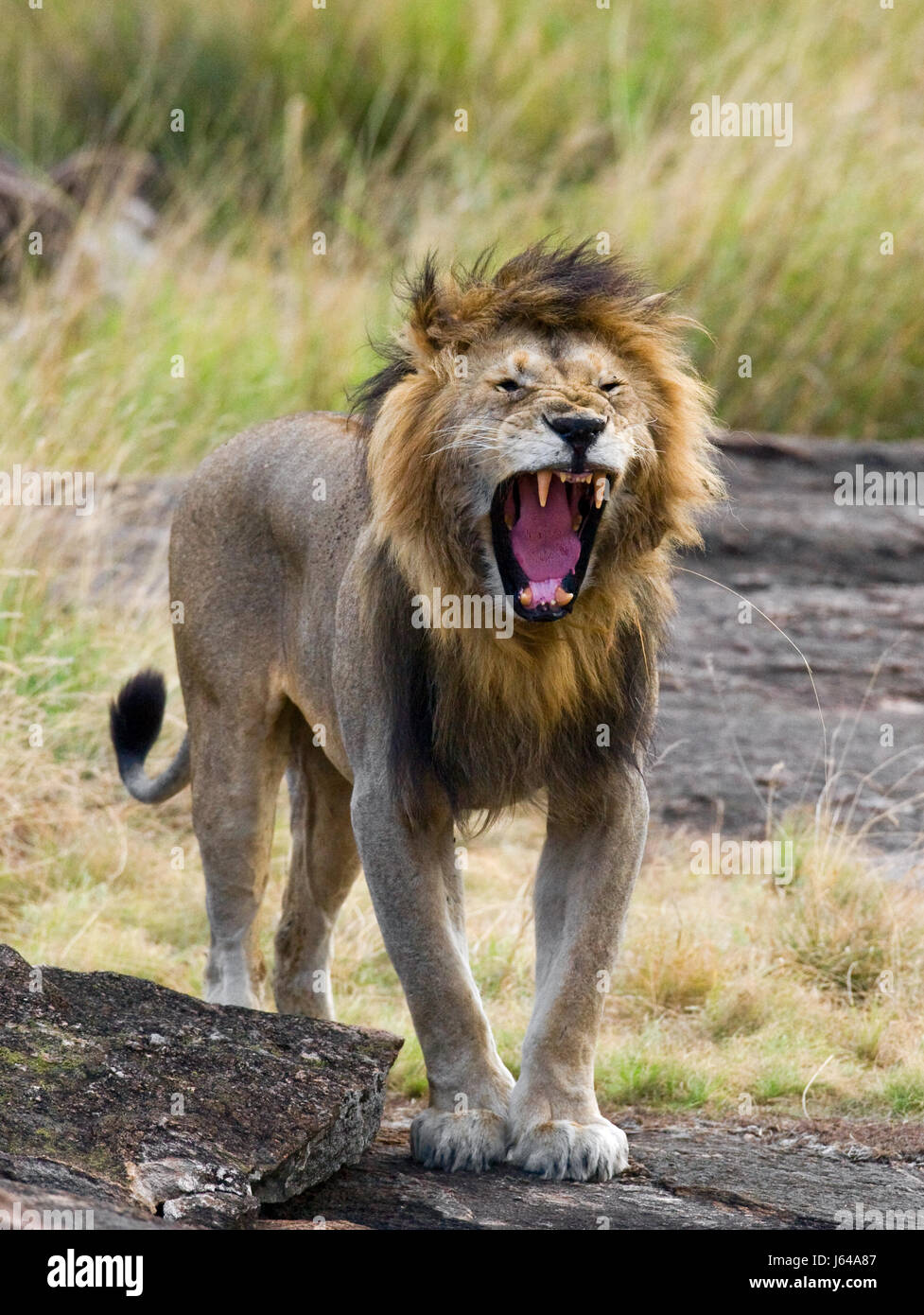 Big male lion standing in the savanna. National Park. Kenya. Tanzania ...