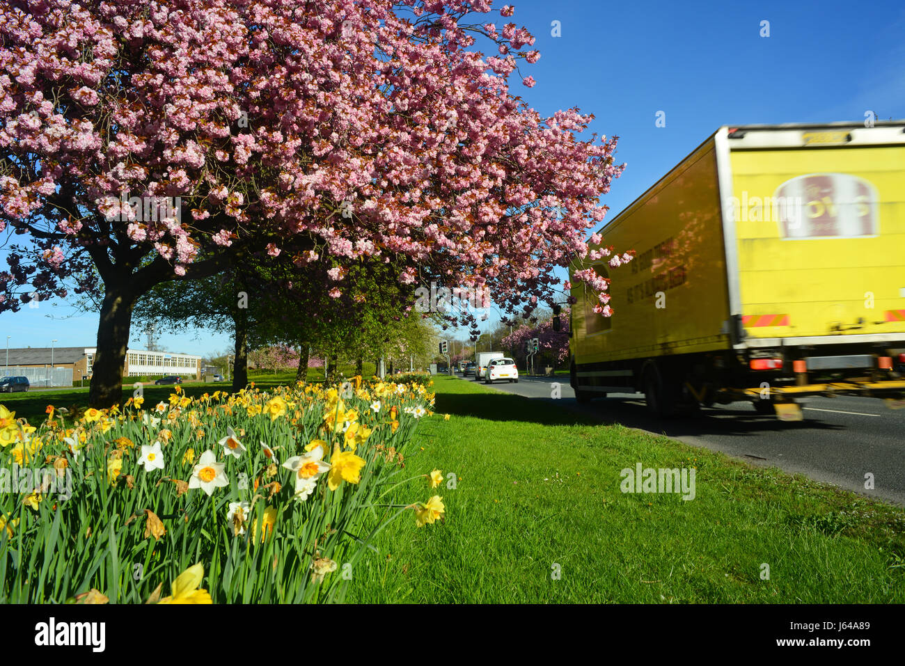 Roadside daffodils hi-res stock photography and images - Alamy