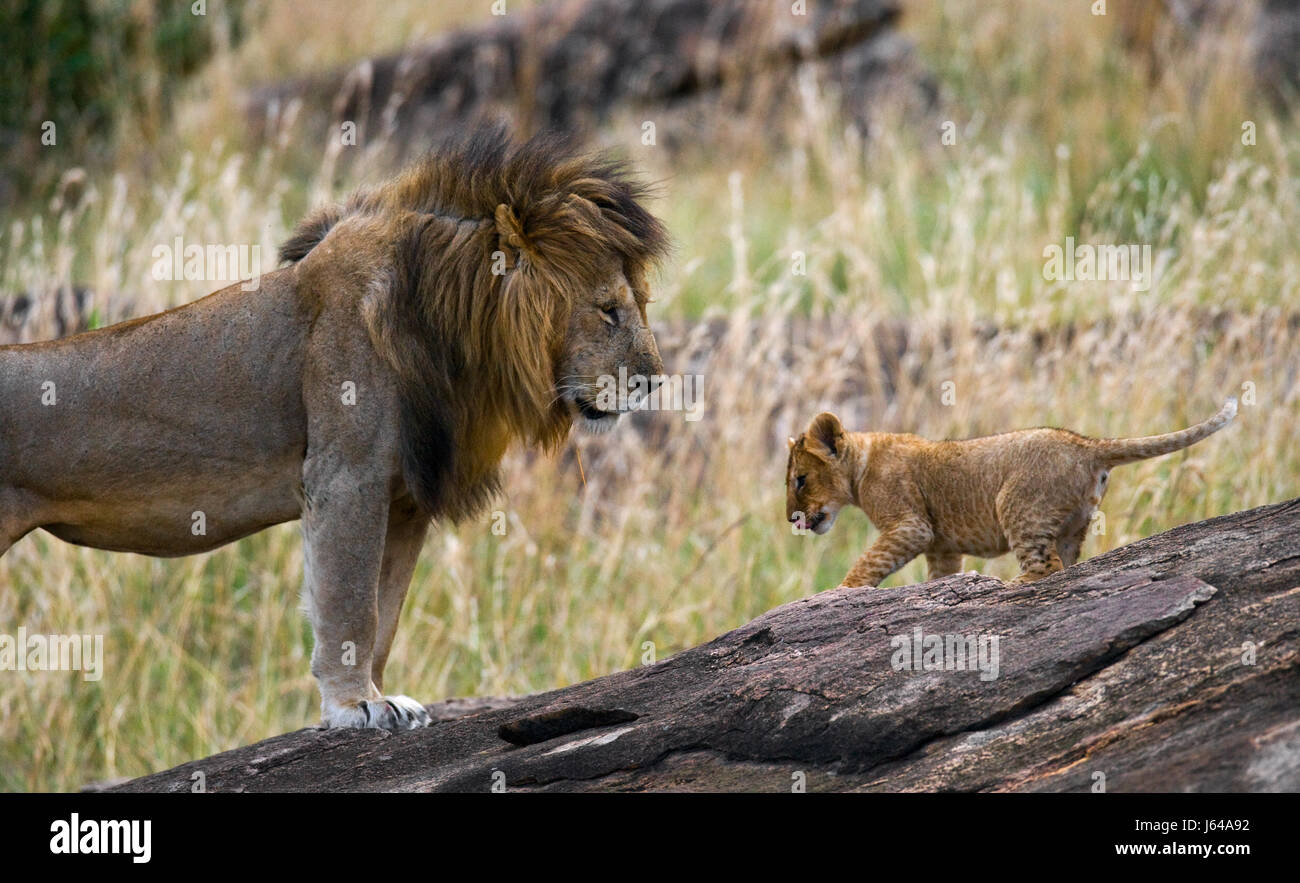 Male lion with cub hi-res stock photography and images - Alamy