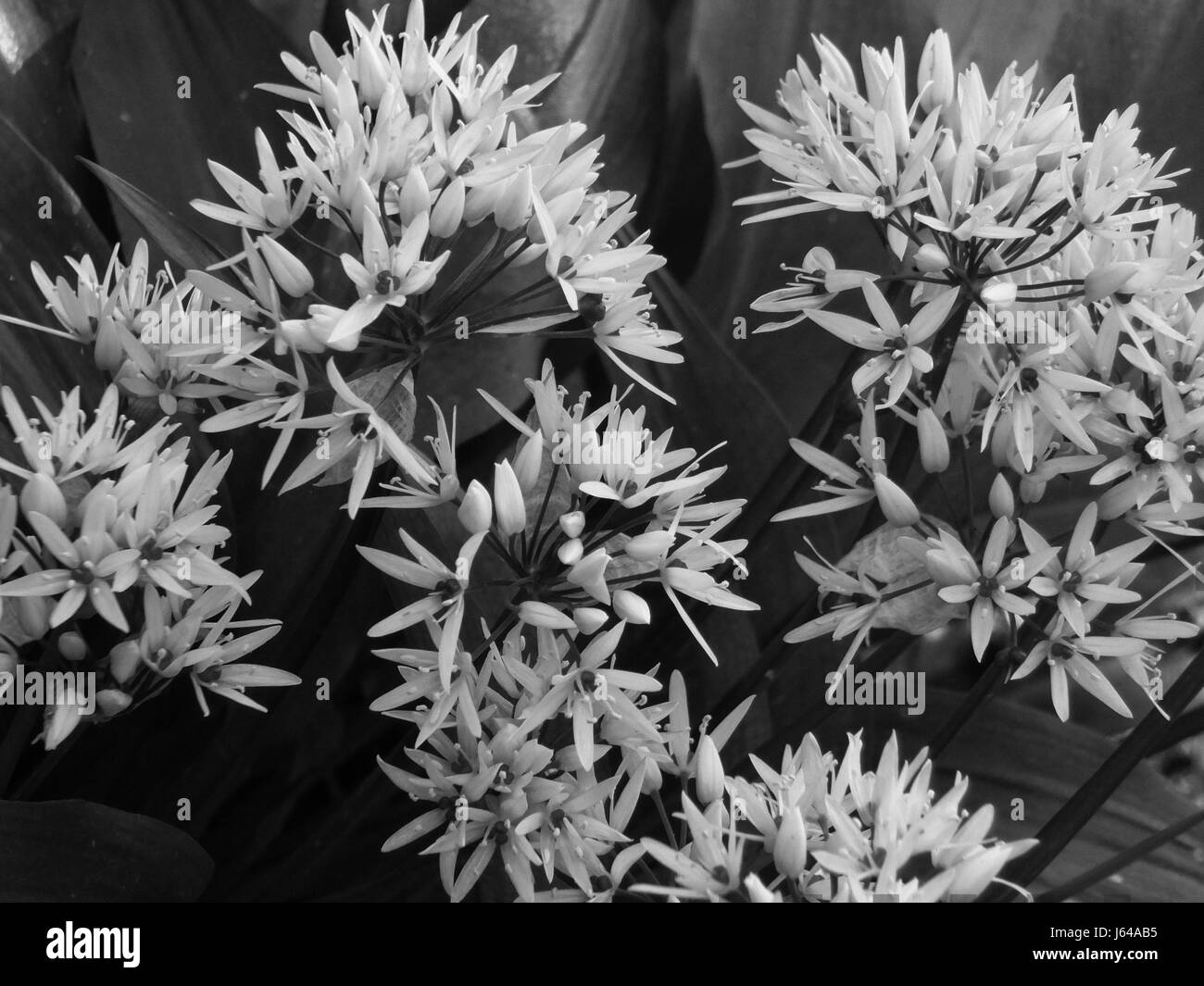 Bunch nature wild spring Black and White Stock Photos & Images - Alamy