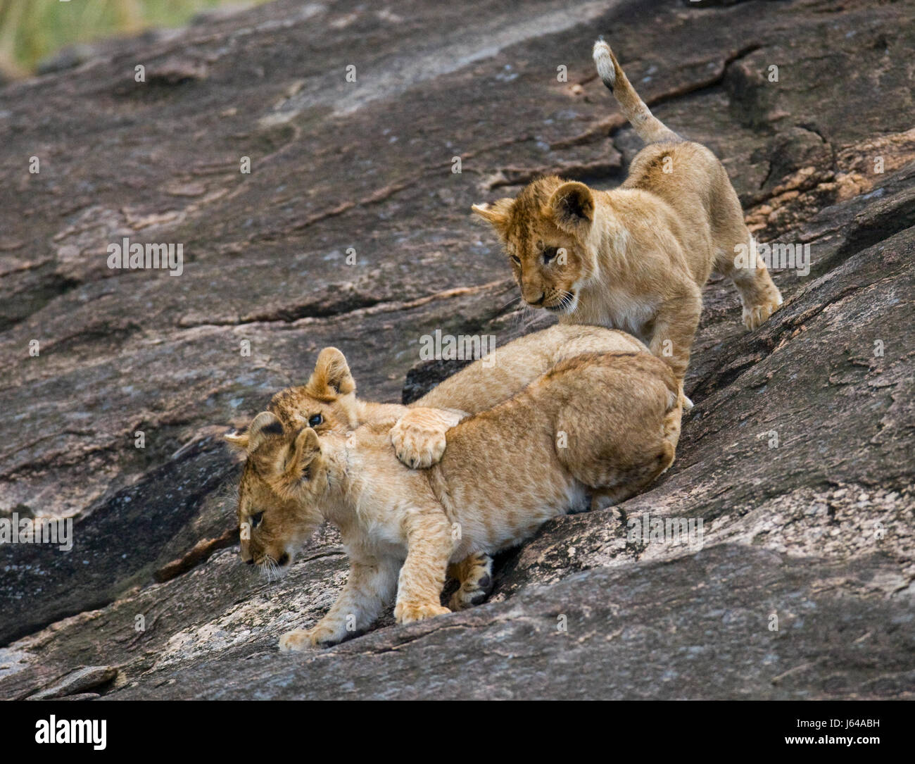 Two young lions playing with each other. National Park. Kenya. Tanzania ...