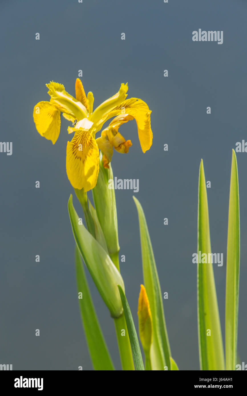 Iris pseudacorus growing in a garden pond, yellow flag iris Stock Photo ...