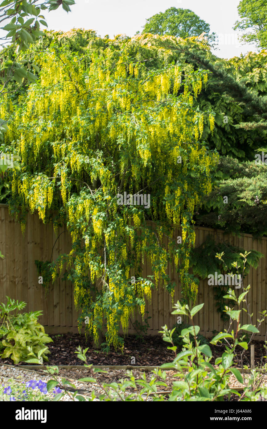 laburnum alpinum, Laburnum alpine tree, Golden chain tree, coming into ...