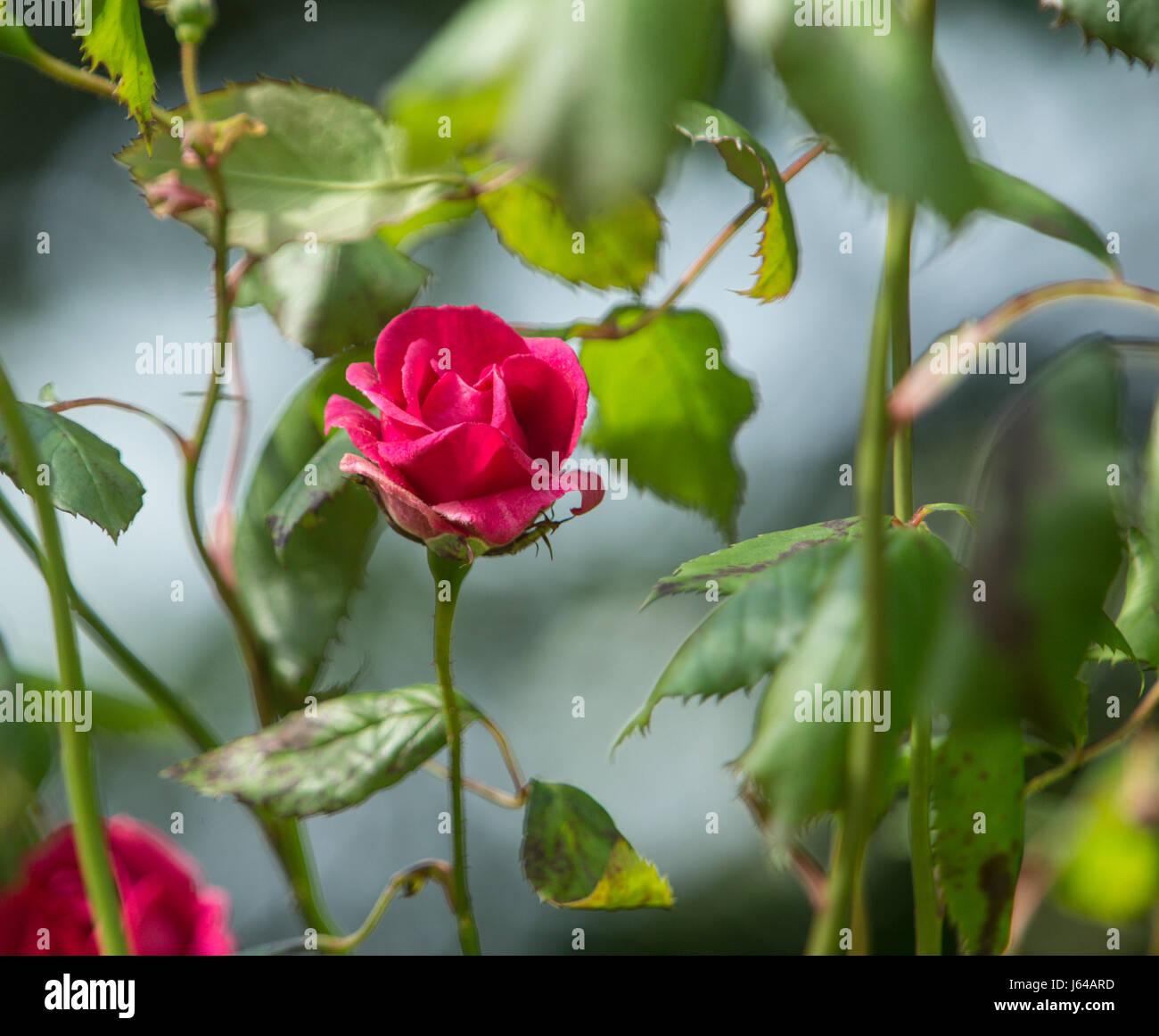 Climbing red rose hi-res stock photography and images - Alamy