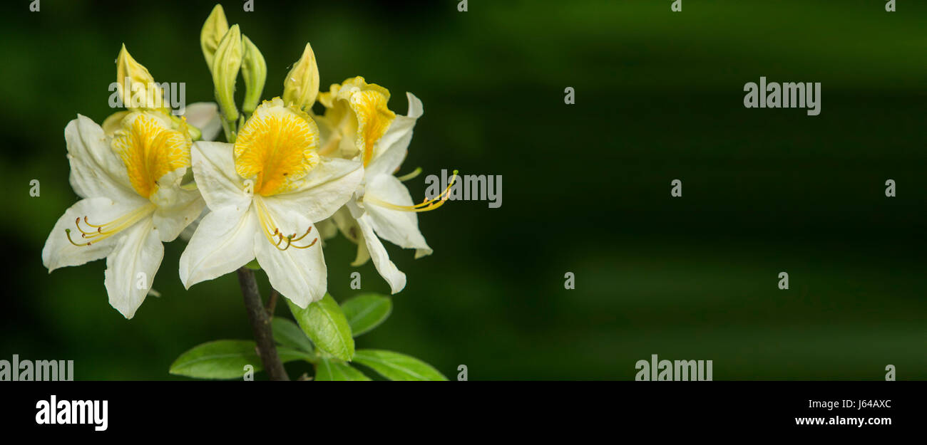 Azalea 'Daviesii' AGM (Ghent), a fragrant rhododendron azalea plant in ...