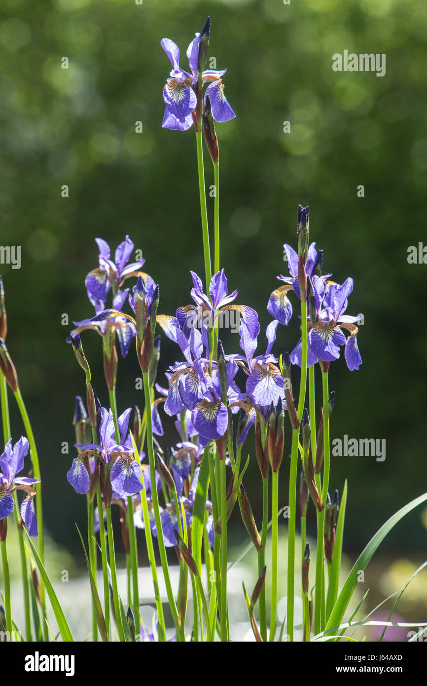 Iris sibirica, Siberian Iris, growing beside a garden pond Stock Photo ...