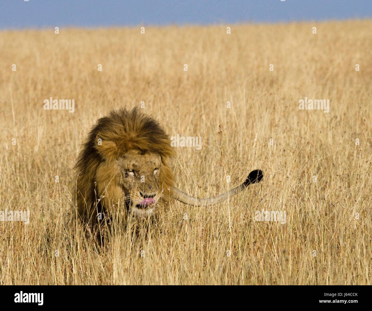 Big male lion standing in the savanna. National Park. Kenya. Tanzania ...