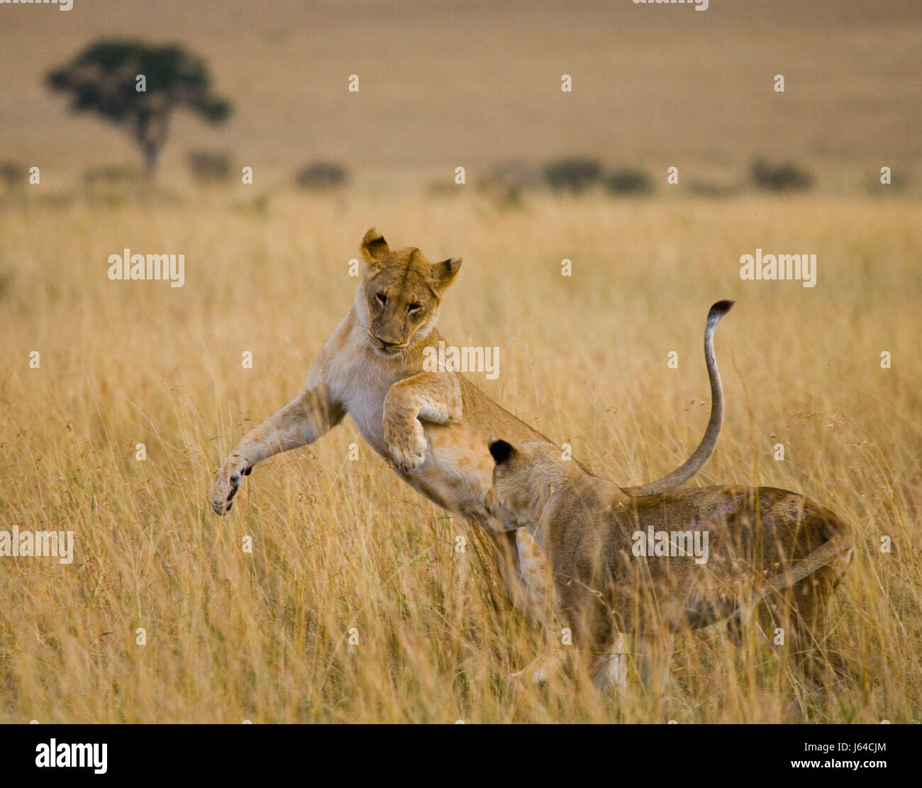 Two young lions playing with each other. National Park. Kenya. Tanzania ...