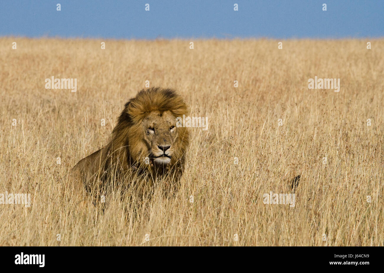 Big male lion standing in the savanna. National Park. Kenya. Tanzania ...