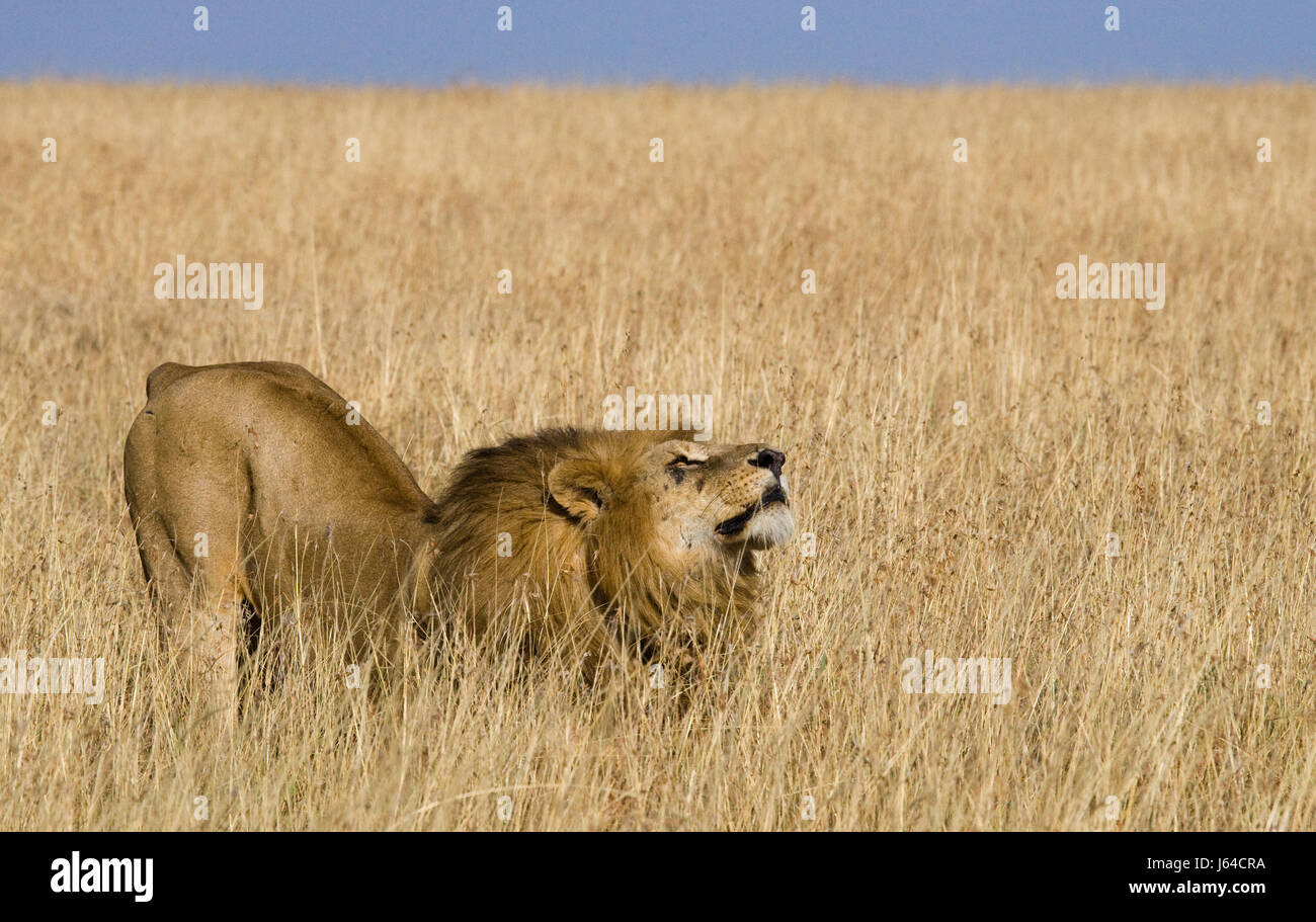 Big male lion standing in the savanna. National Park. Kenya. Tanzania ...