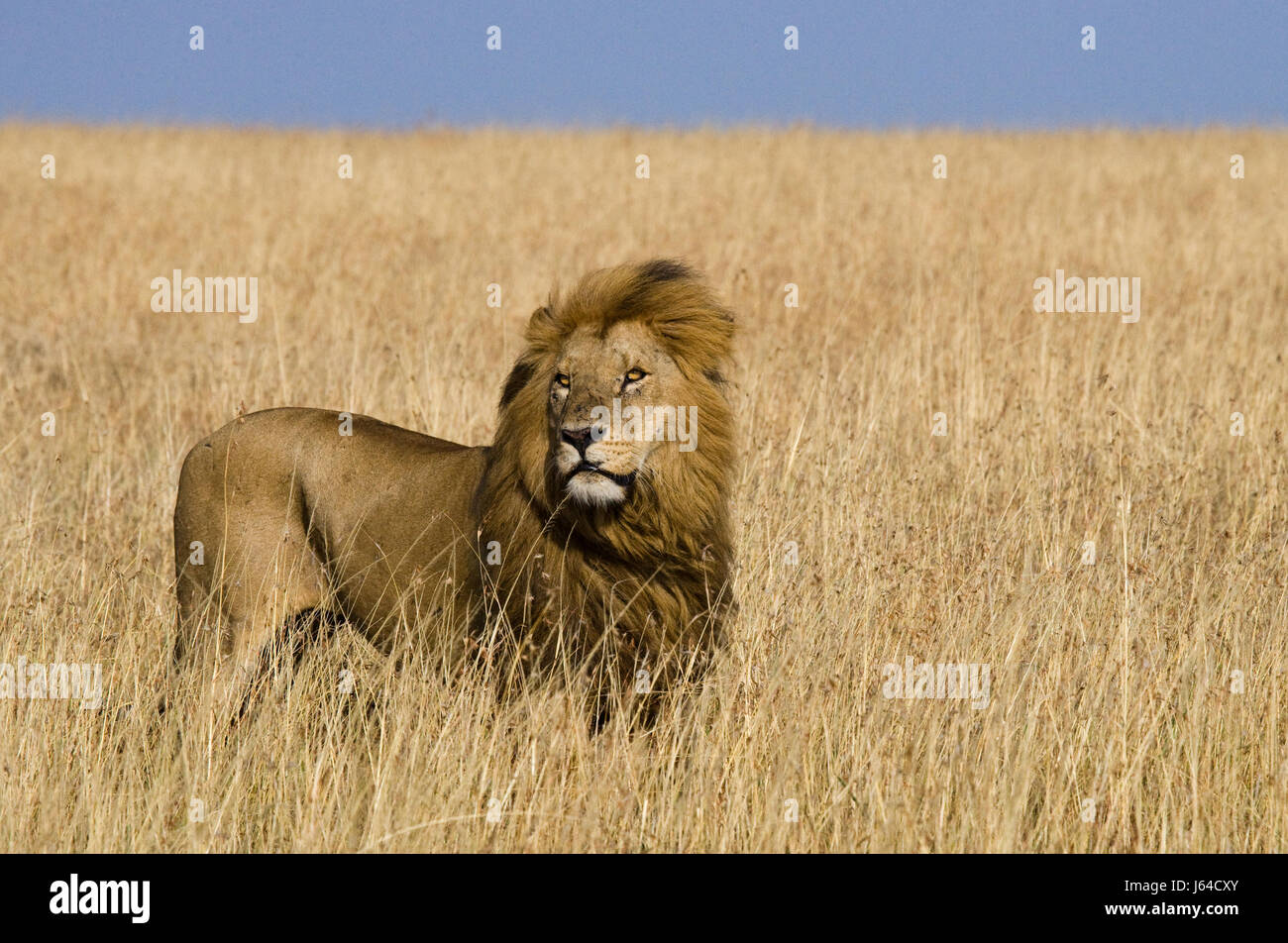 Big male lion standing in the savanna. National Park. Kenya. Tanzania ...