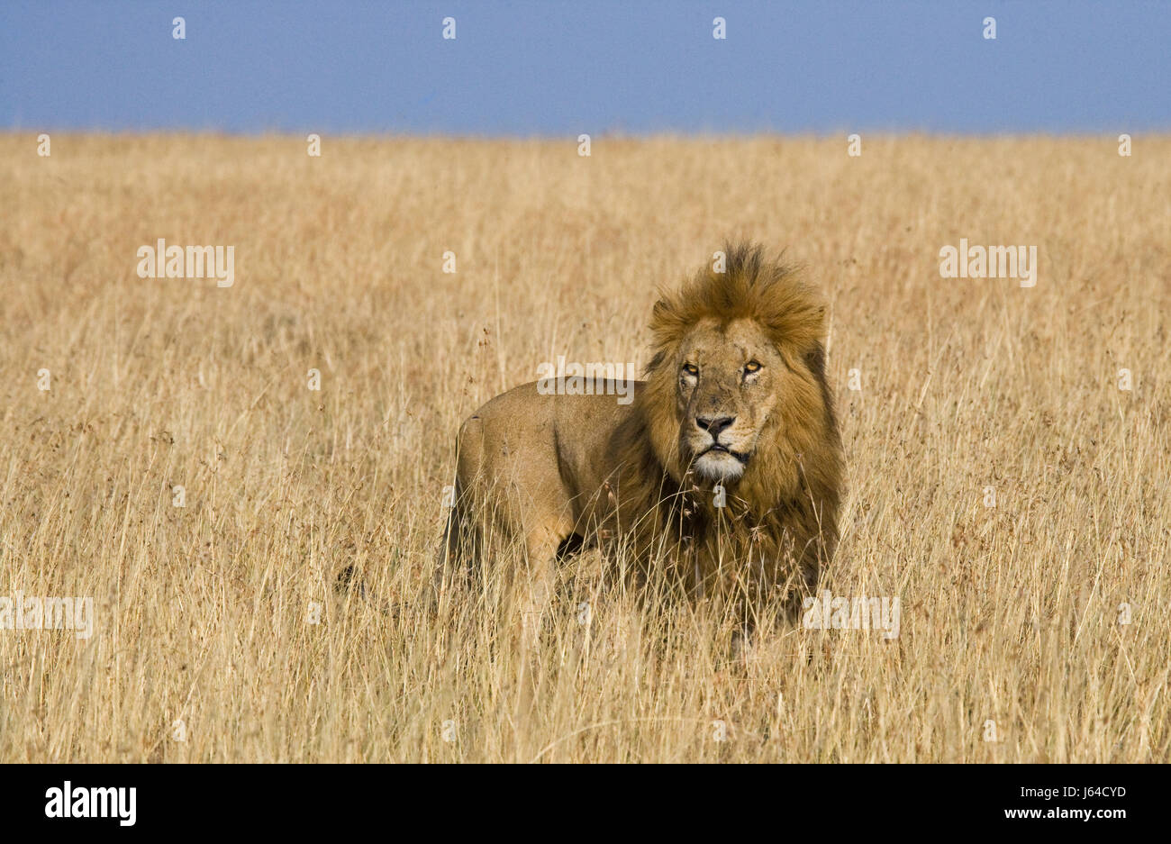 Big male lion standing in the savanna. National Park. Kenya. Tanzania ...