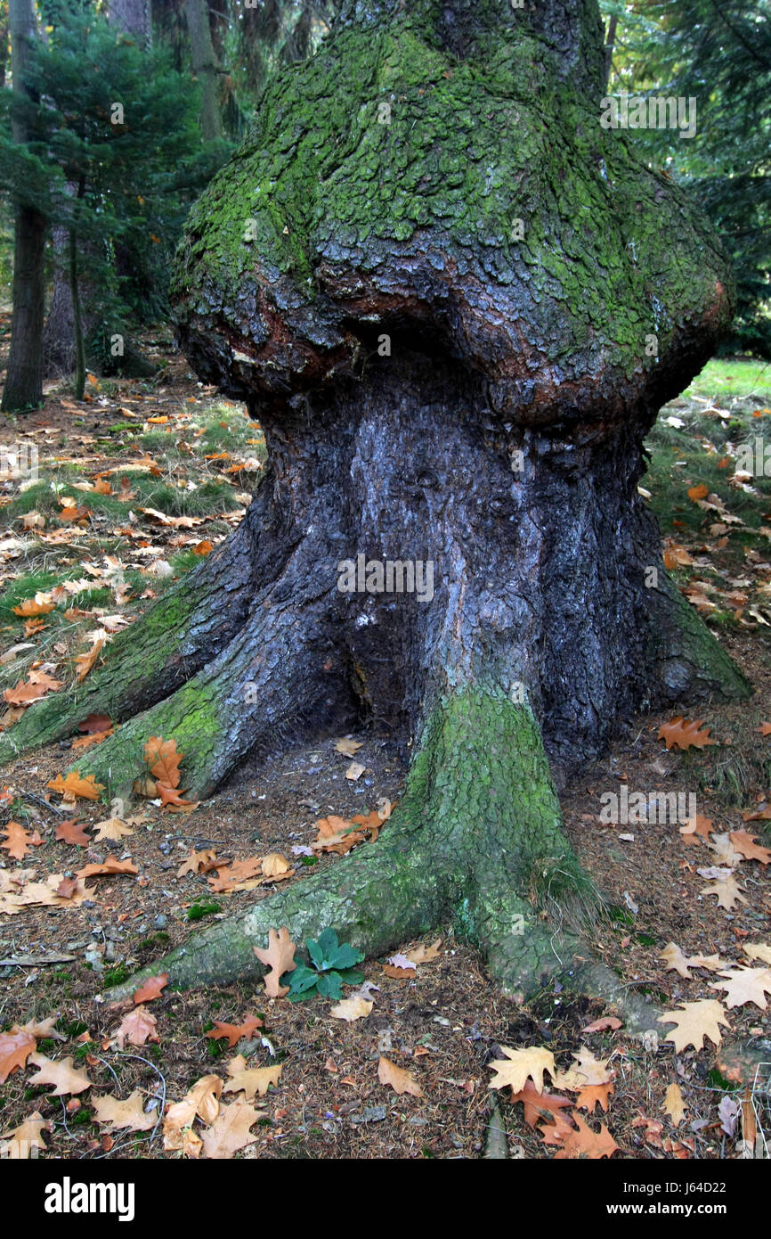 Indigenous plait hi-res stock photography and images - Alamy