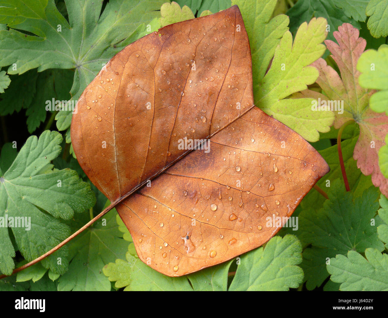 leaves season foliage water drop drip drops seeping sopping drips fall ...