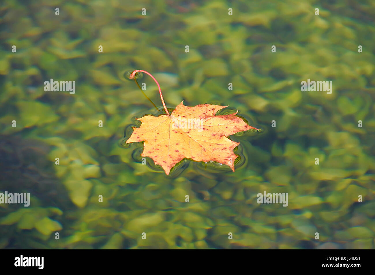 stream page sheet water swimming swiming swim swims to do the crawl ...