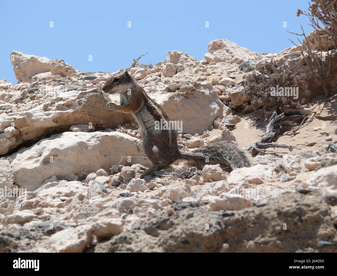 desert wasteland animal rodent steppe nature desert wasteland animal ...