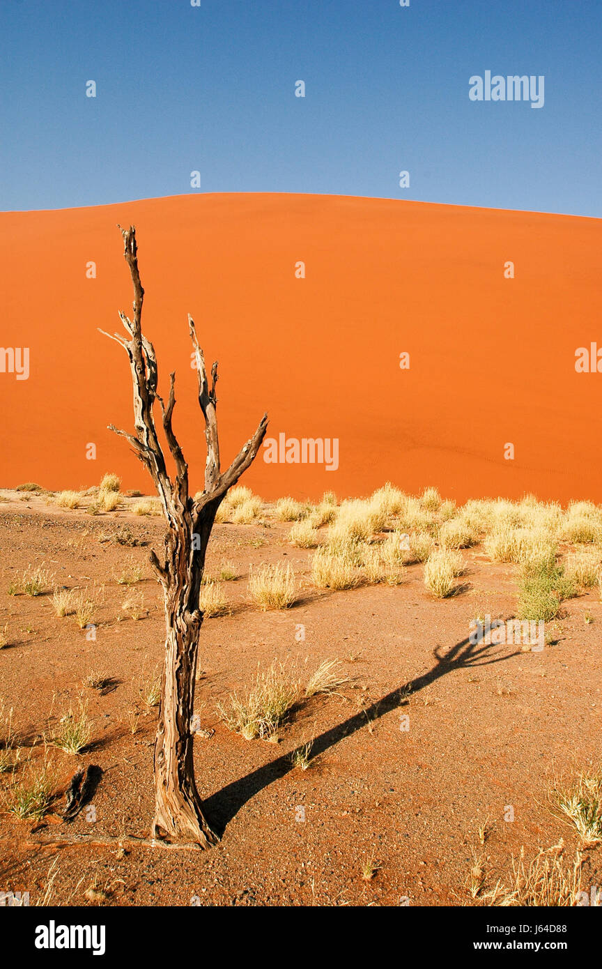 tree desert wasteland hot heat dries up scenery countryside nature dead ...