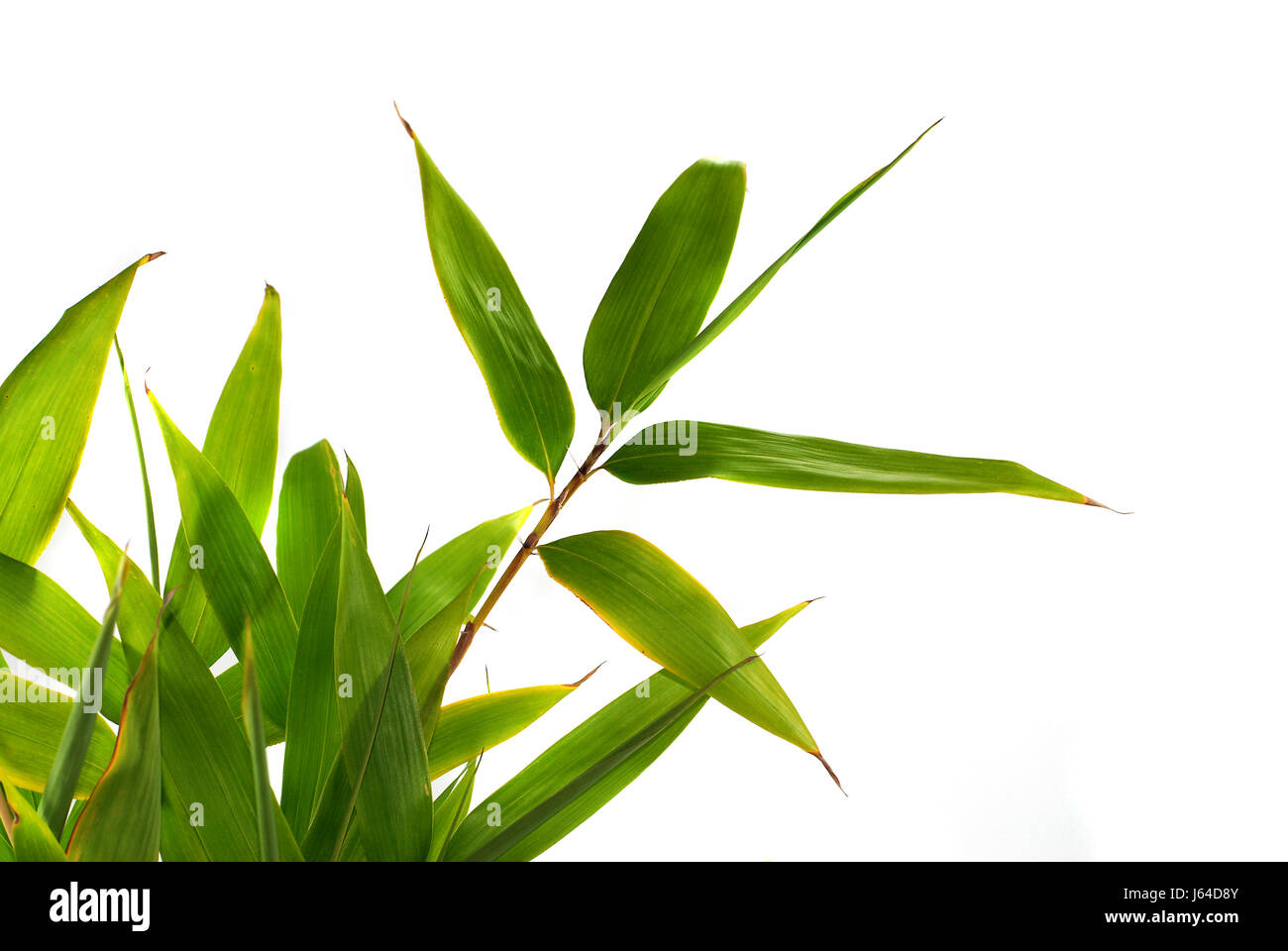 green bamboo page sheet isolated optional green bamboo notepaper sheet ...