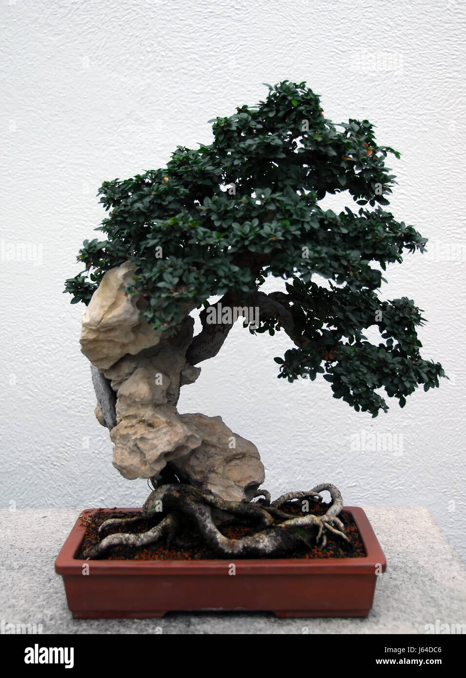 art tree branch dwarf chinese asian environment enviroment art tree ...