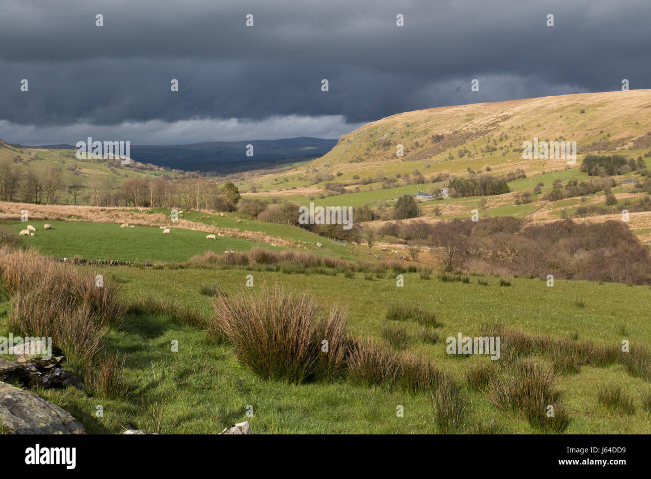 Hill sheep farming in snowdonia national park hi-res stock photography ...