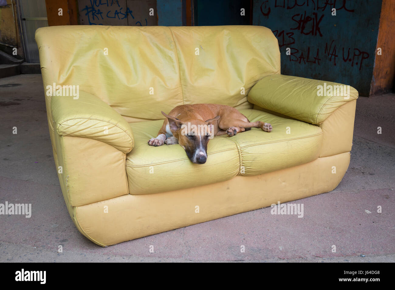 A bull terrier dog resting in a yellow sofa outdoors in the Santa Marta ...