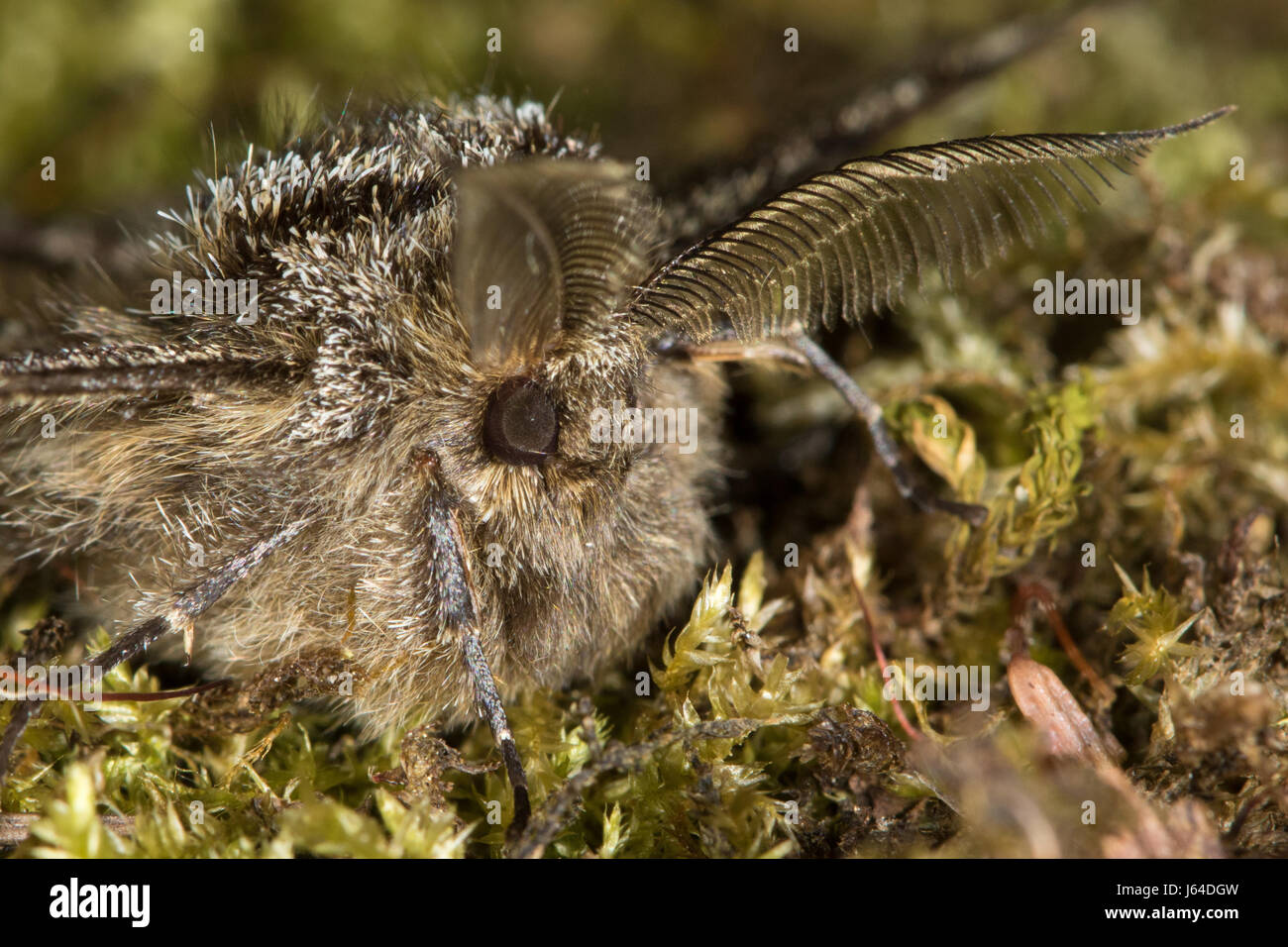 Insect headshot hi-res stock photography and images - Alamy