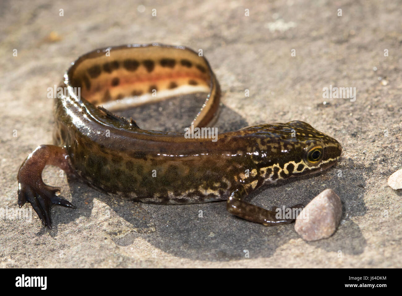 male Palmate Newt (Triturus helveticus Stock Photo - Alamy