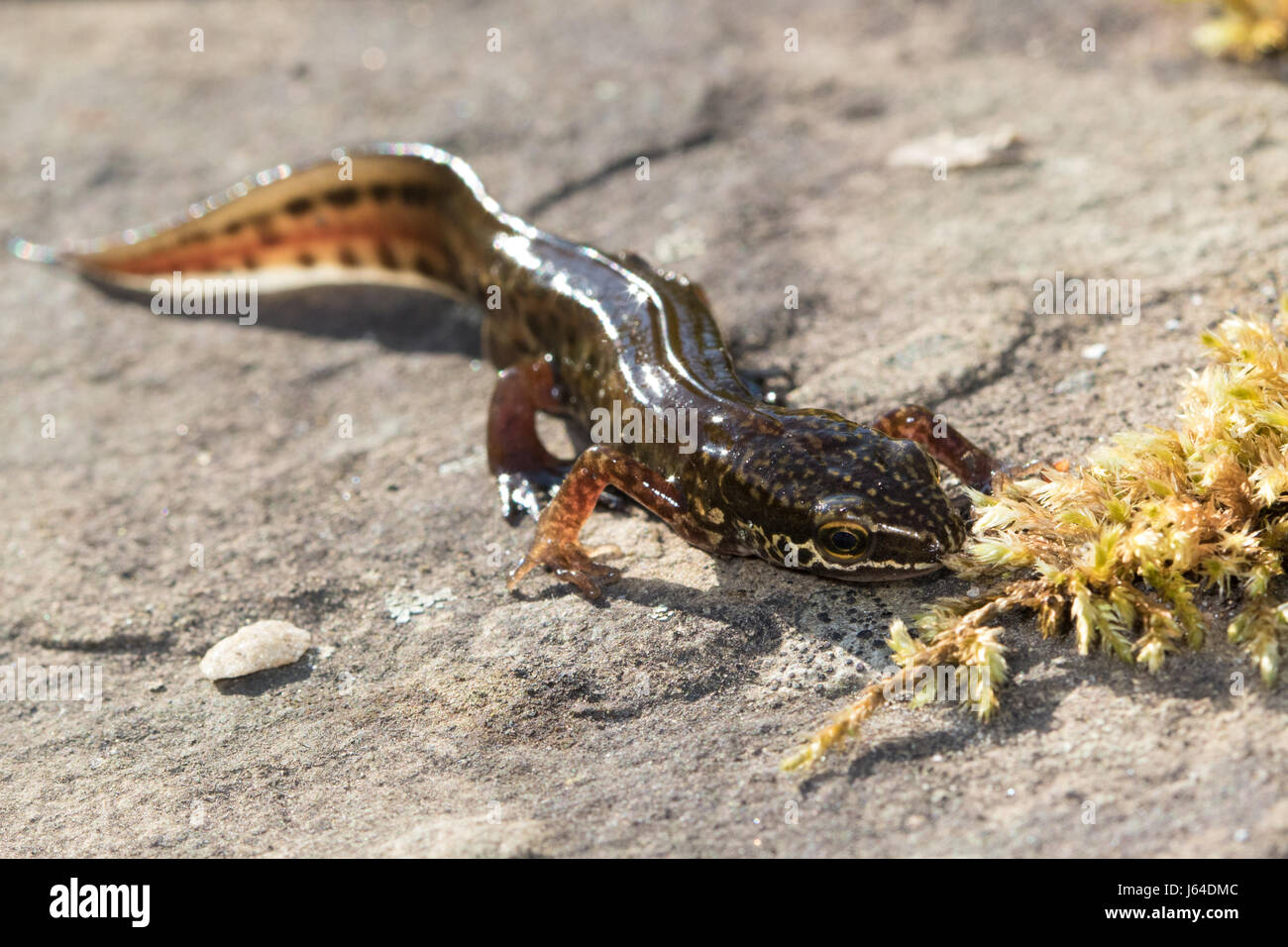 male Palmate Newt (Triturus helveticus Stock Photo - Alamy