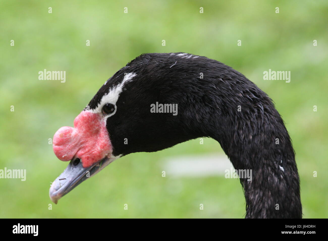 Black necked swan schwarzhalsschwan cygnus melancoryphus hi-res stock photography and images - Alamy