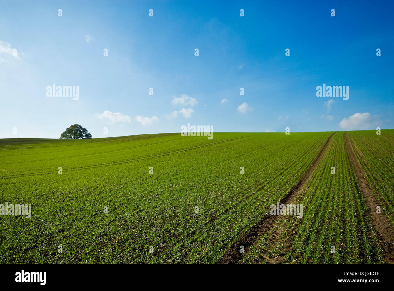 the lonely tree Stock Photo - Alamy