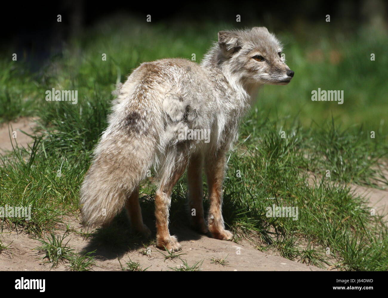 Central Asian Corsac (Steppe) Fox (Vulpes corsac Stock Photo - Alamy