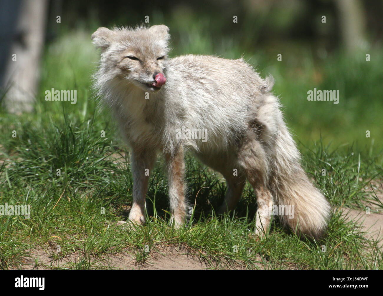 Central Asian Corsac (Steppe) Fox (Vulpes corsac Stock Photo - Alamy