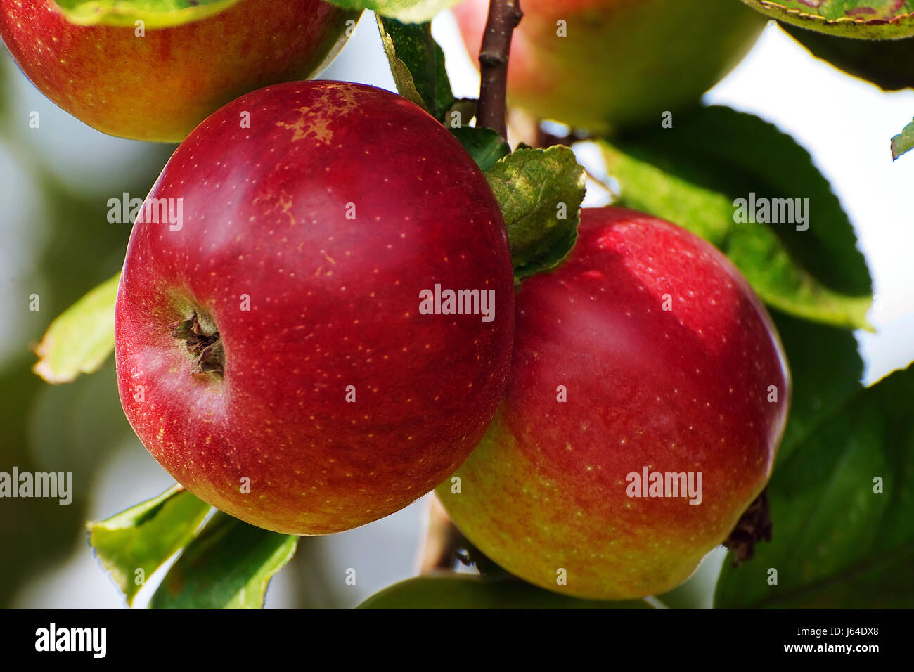 tree progenies fruits apple food aliment tree biological fruit juice ...