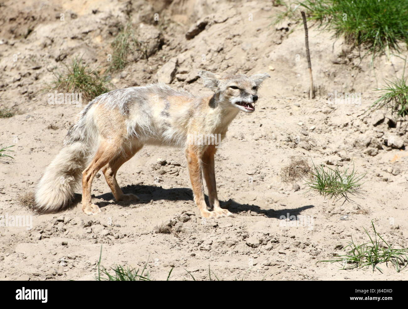 Central Asian Corsac (Steppe) Fox (Vulpes corsac Stock Photo - Alamy