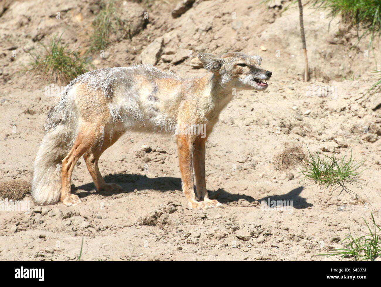 Central Asian Corsac (Steppe) Fox (Vulpes corsac Stock Photo - Alamy
