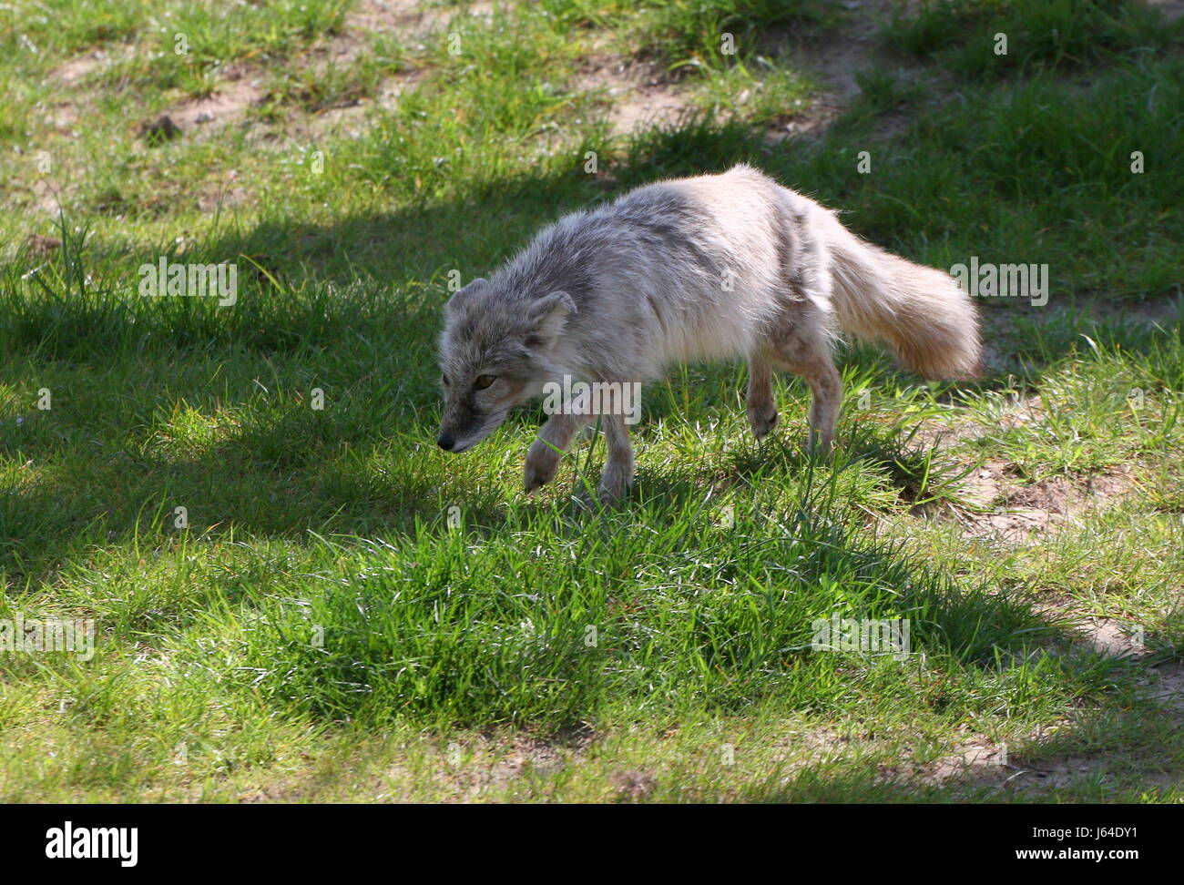 Central Asian Corsac (Steppe) Fox (Vulpes corsac) on the prowl Stock ...
