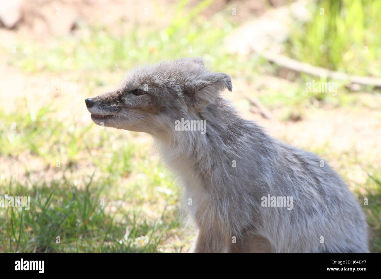 Central Asian Corsac (Steppe) Fox (Vulpes corsac Stock Photo - Alamy