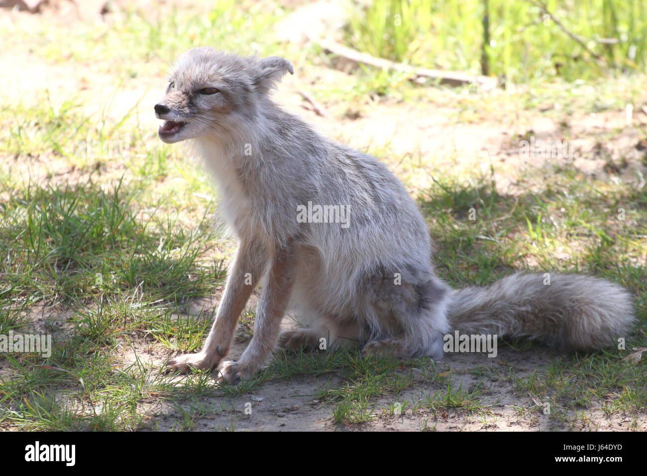 Asian Steppe Fox High Resolution Stock Photography and Images - Alamy