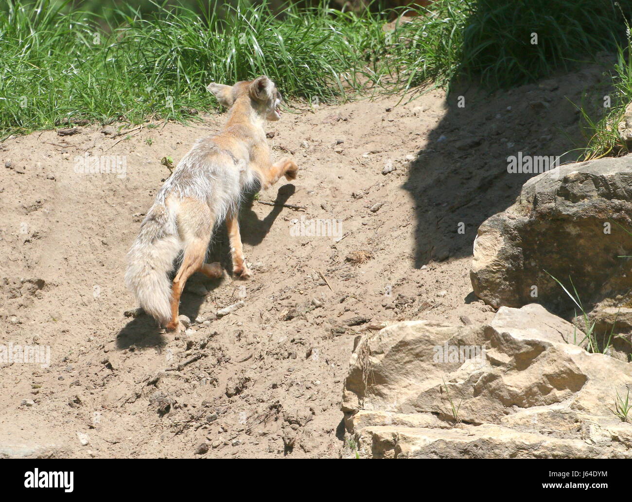 Corsac fox steppe fox vulpes hi-res stock photography and images - Alamy