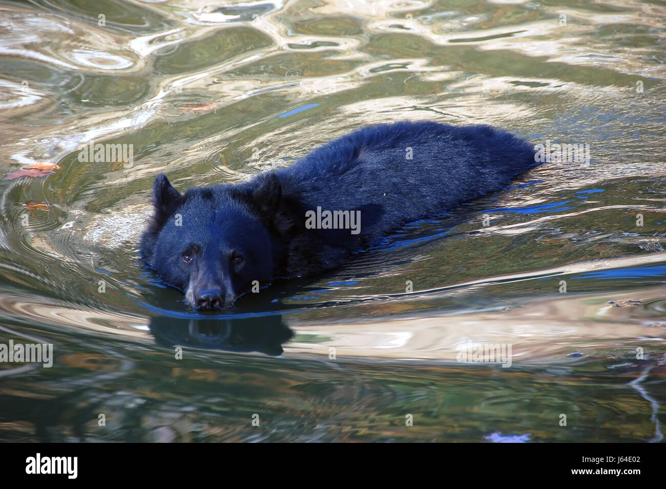 bear black swarthy jetblack deep black cool fresh water lake inland ...