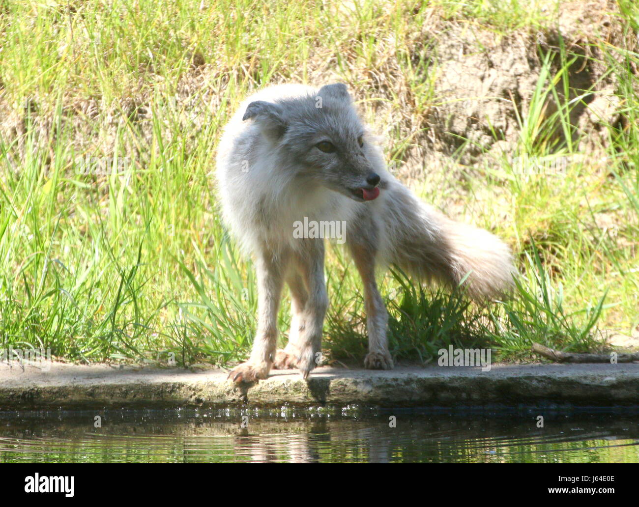 Asian steppe fox hi-res stock photography and images - Alamy